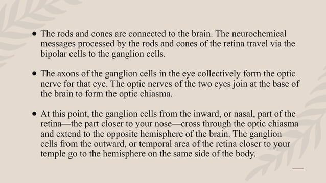 Understanding the Visual Perception : Human Eye | PPTX | Eye and Vision ...