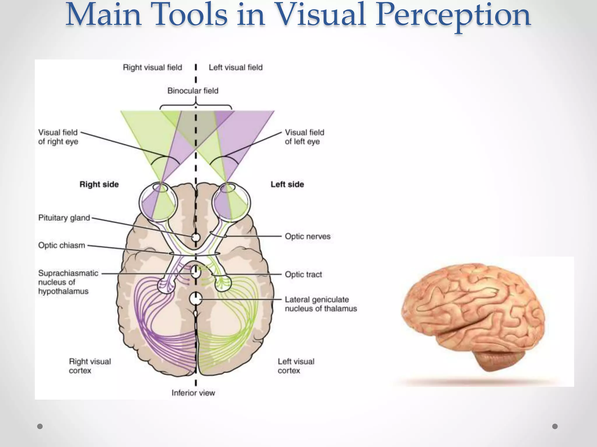 Arts Visual Perception Lecture 1 | PPTX