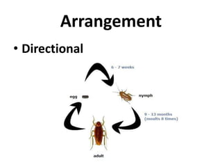 Visual principles | PPTX