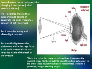 Visual process | PPT