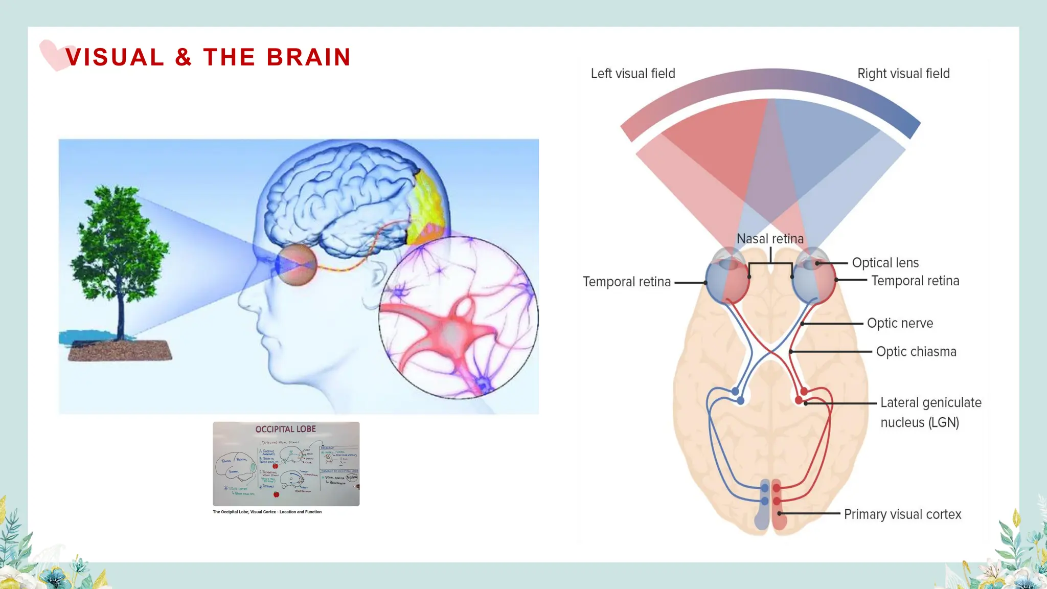 Visual Processing, Visual Perception & Visual-Motor Deficit.pdf