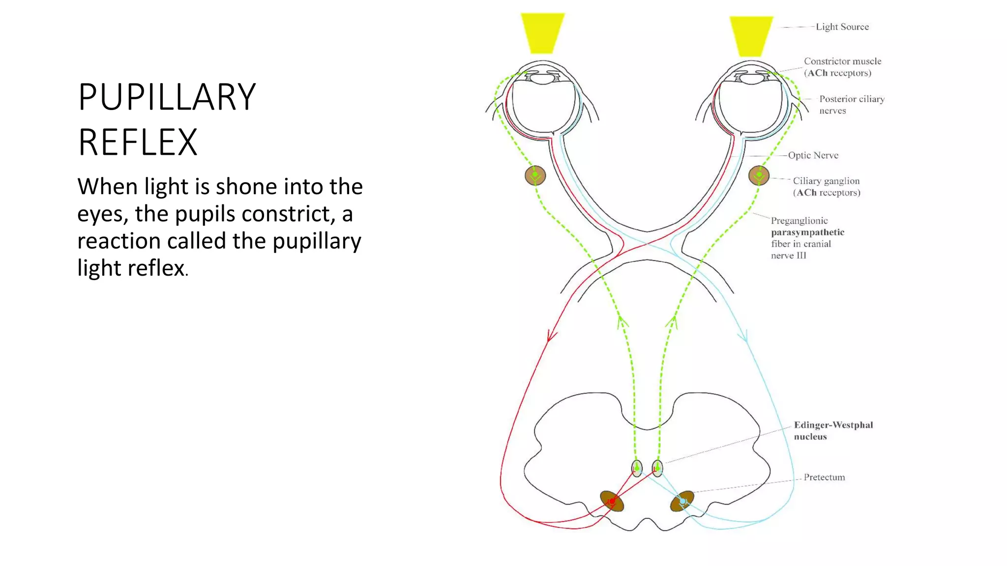VISUAL REFLEXES.pptx