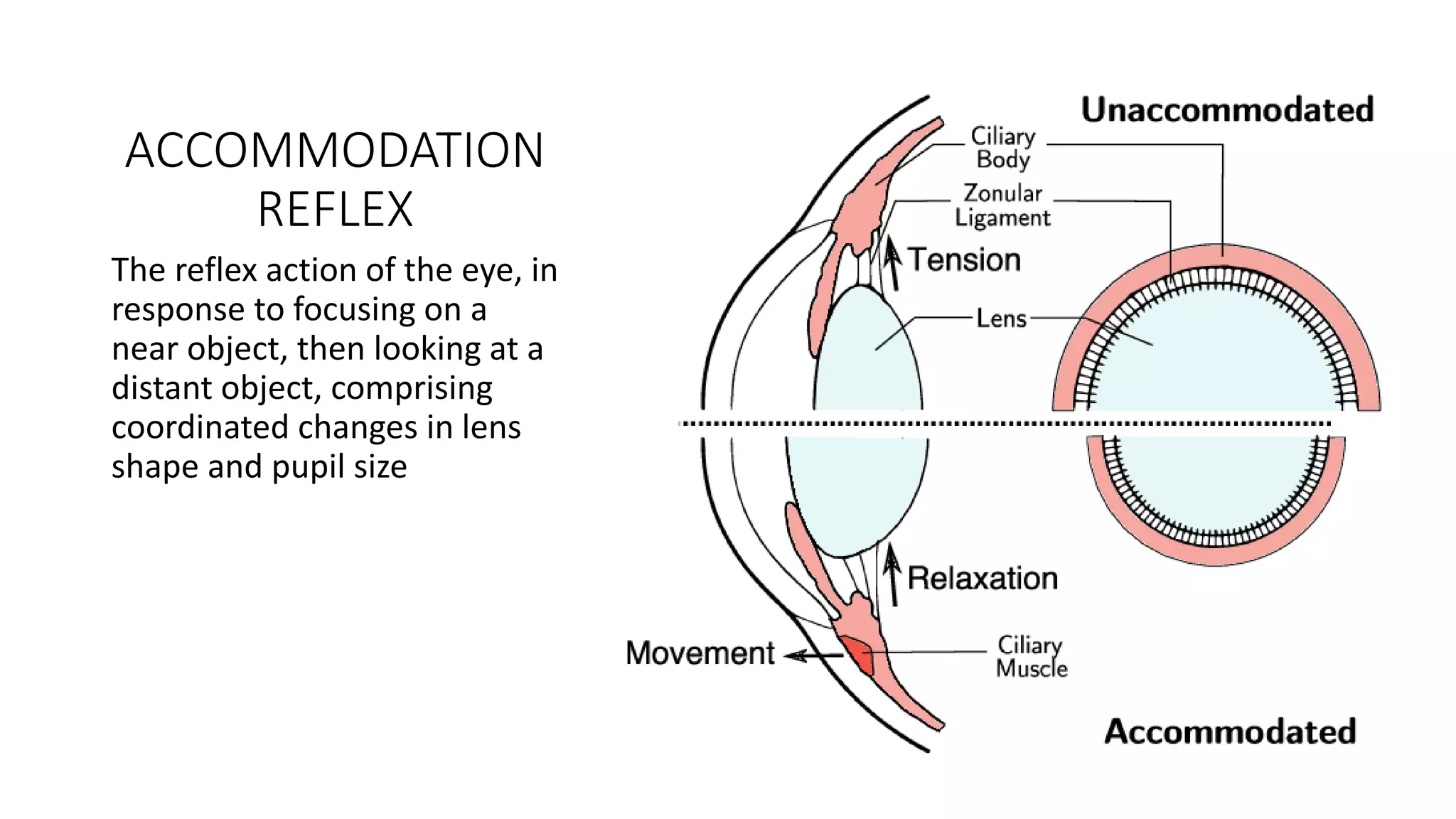 VISUAL REFLEXES.pptx