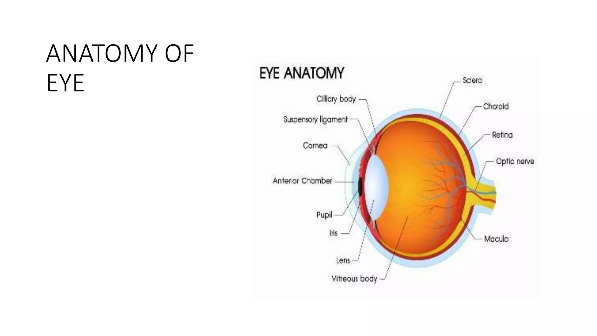 VISUAL REFLEXES.pptx