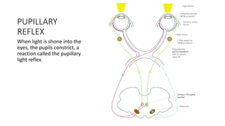 VISUAL REFLEXES.pptx