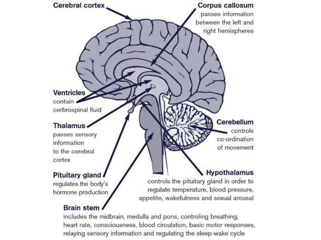AP Psych Visual review | PPT