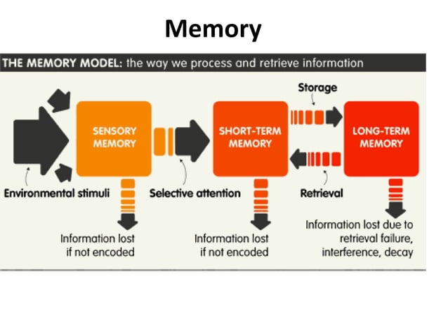 AP Psych Visual review | PPT