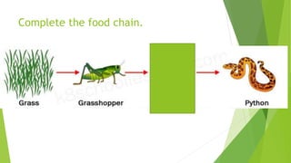 Science Quiz - Visual Round | PPTX