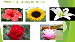 Science Quiz - Visual Round | PPTX