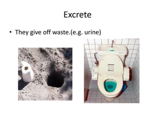 Visuals[1], | PPTX | Biological Sciences | Science