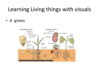 Visuals[1], | PPTX | Biological Sciences | Science