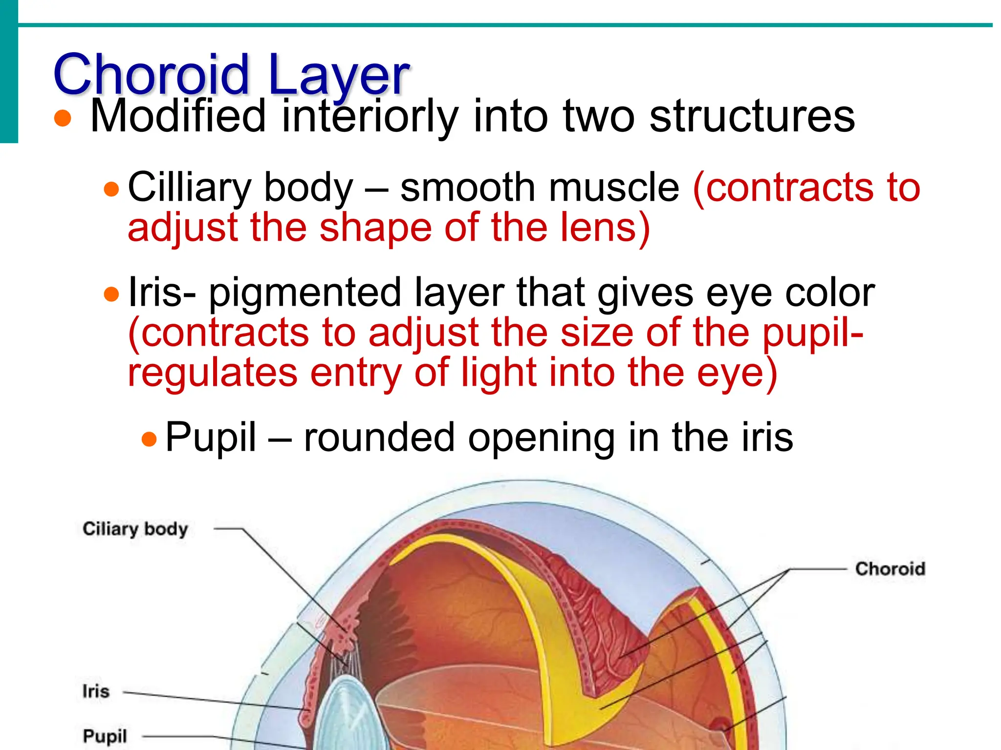 visual sense eye structures of eye anatomy of eye .pptx