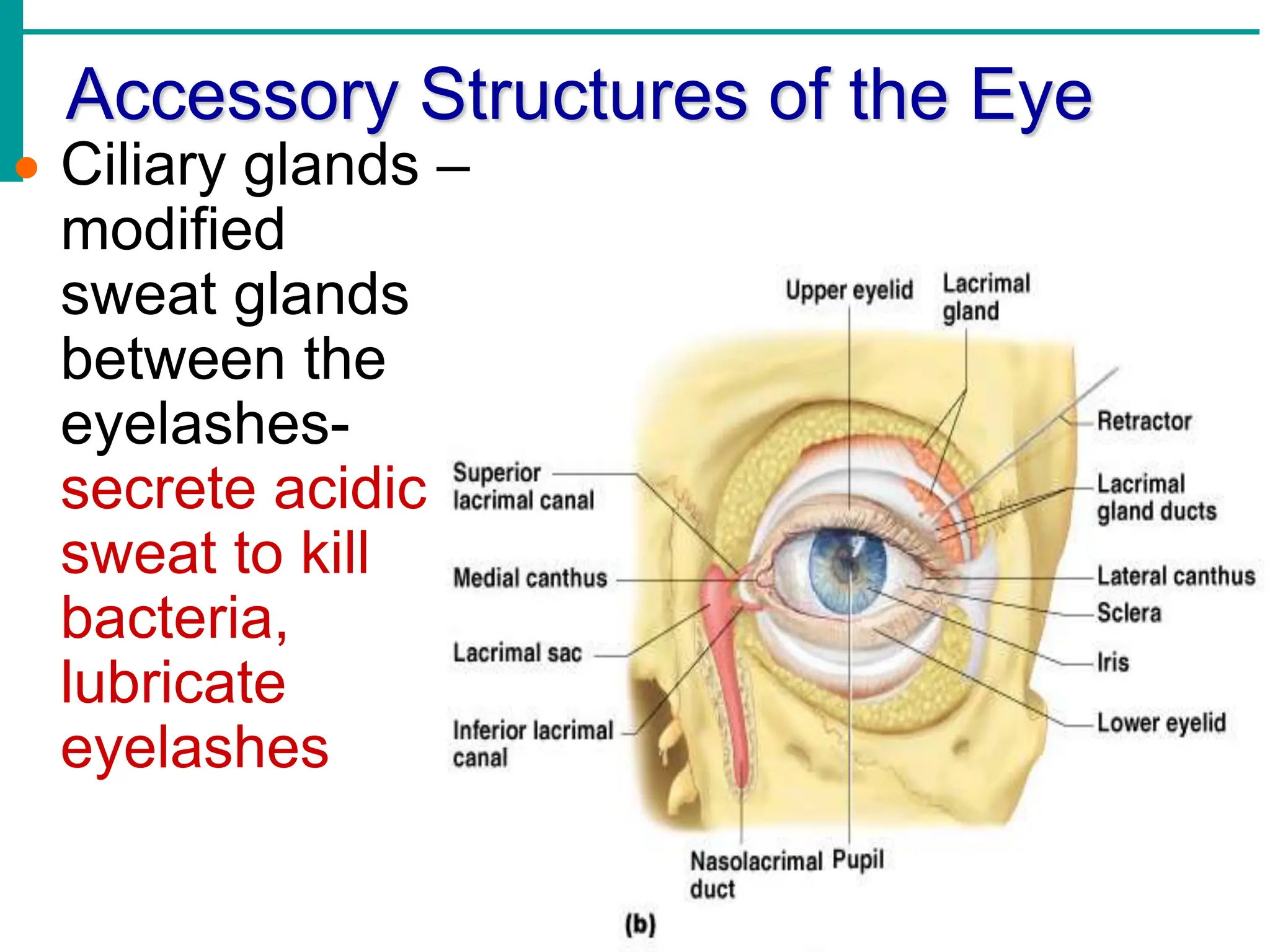 visual sense eye structures of eye anatomy of eye .pptx