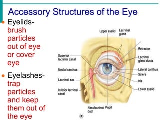 visual sense eye structures of eye anatomy of eye .pptx