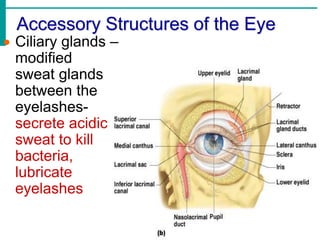 visual sense eye structures of eye anatomy of eye .pptx