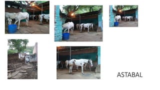 Visual survey - hazira, Gwalior | PPTX