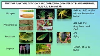 Deficiency symptoms of major plant nutrients and its correction ...