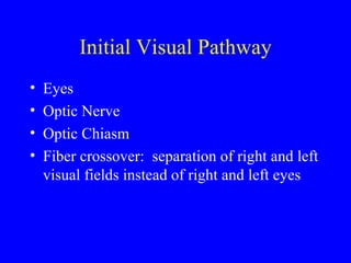 Visual system | PPT