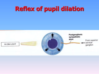 Visual system.pptpptpptpptpptpptpptpptpptpptppt | PPT