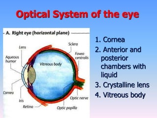 Visual system.pptpptpptpptpptpptpptpptpptpptppt | PPT