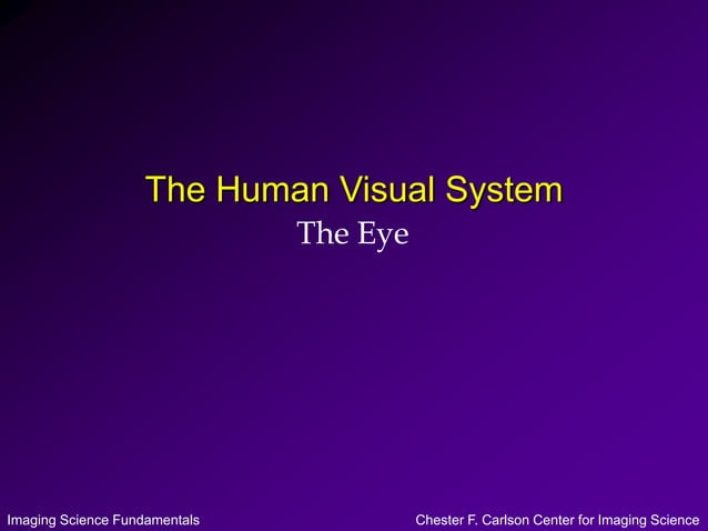 VisualSystemAnatomy.ppt