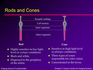 VisualSystemAnatomy.ppt