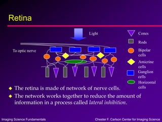 VisualSystemAnatomy.ppt