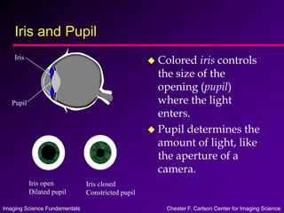 VisualSystemAnatomy.ppt