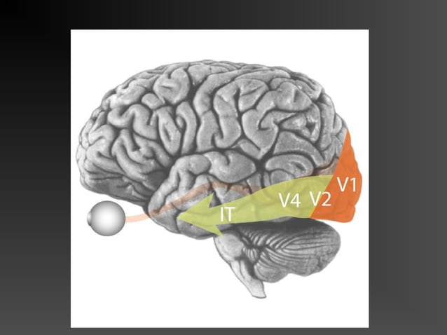 Visual Thinking Colinwarelectures201311objects And Object Based Displays Ppt