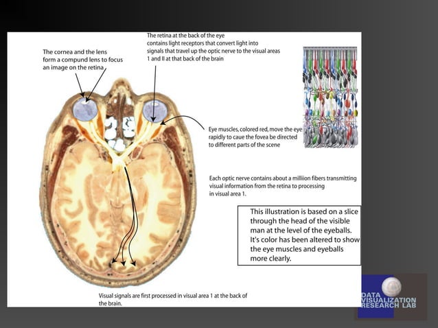 Visual Thinking Colin Ware Lectures 2013 1 Introduction Ppt