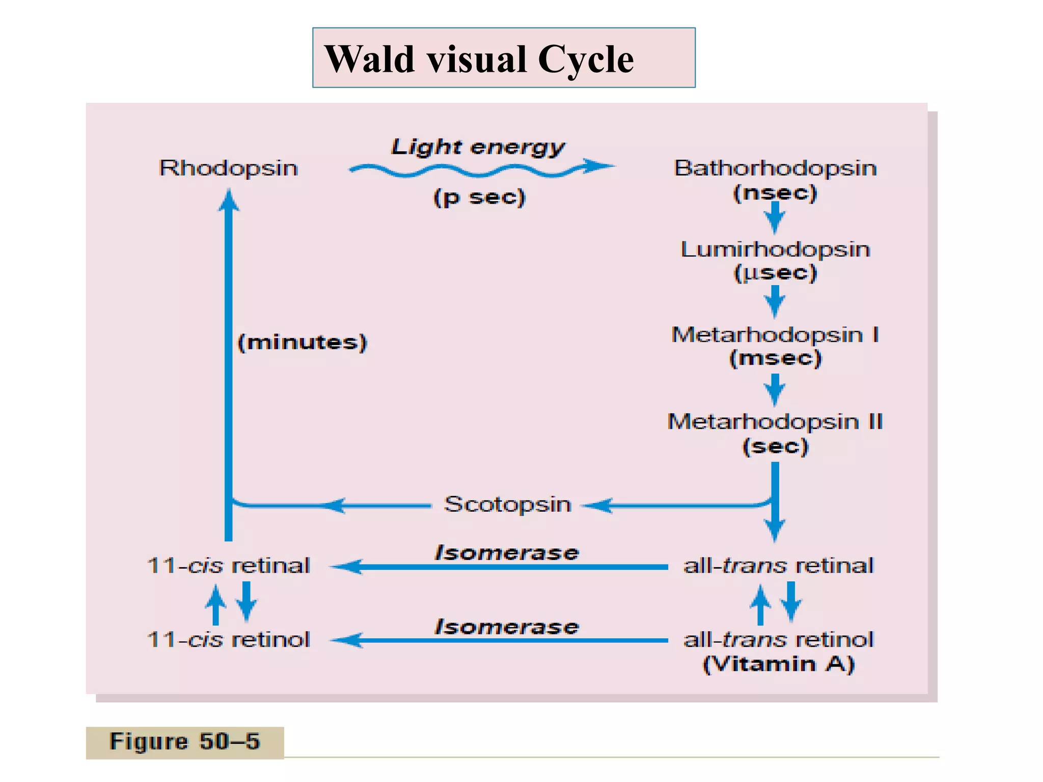Visual transduction ppt 2021 | PPTX | Eye and Vision Conditions ...