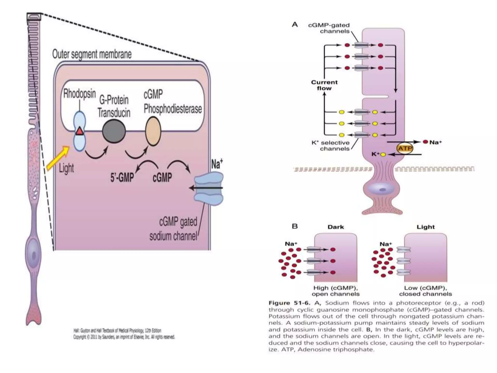 Visual transduction ppt 2021 | PPTX
