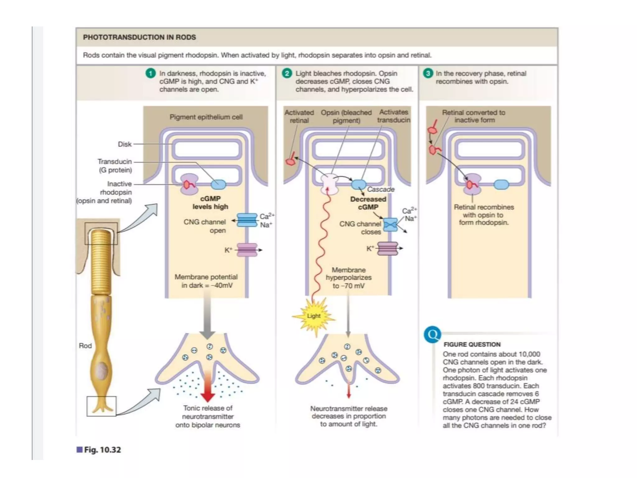 Visual transduction ppt 2021 | PPTX