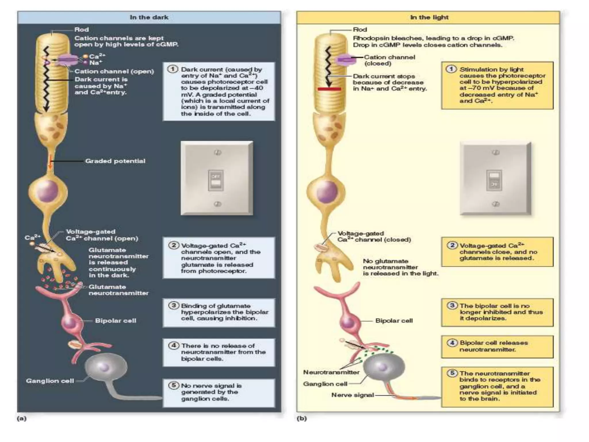 Visual transduction ppt 2021 | PPTX | Eye and Vision Conditions ...