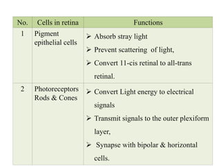 Visual transduction ppt 2021 | PPTX | Eye and Vision Conditions ...