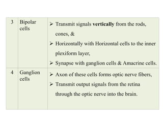 Visual transduction ppt 2021 | PPTX | Eye and Vision Conditions ...