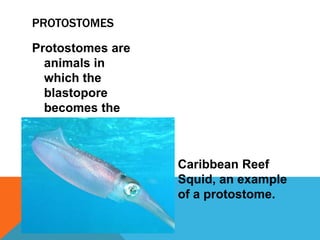 Visual vocab unit 6 | PPTX
