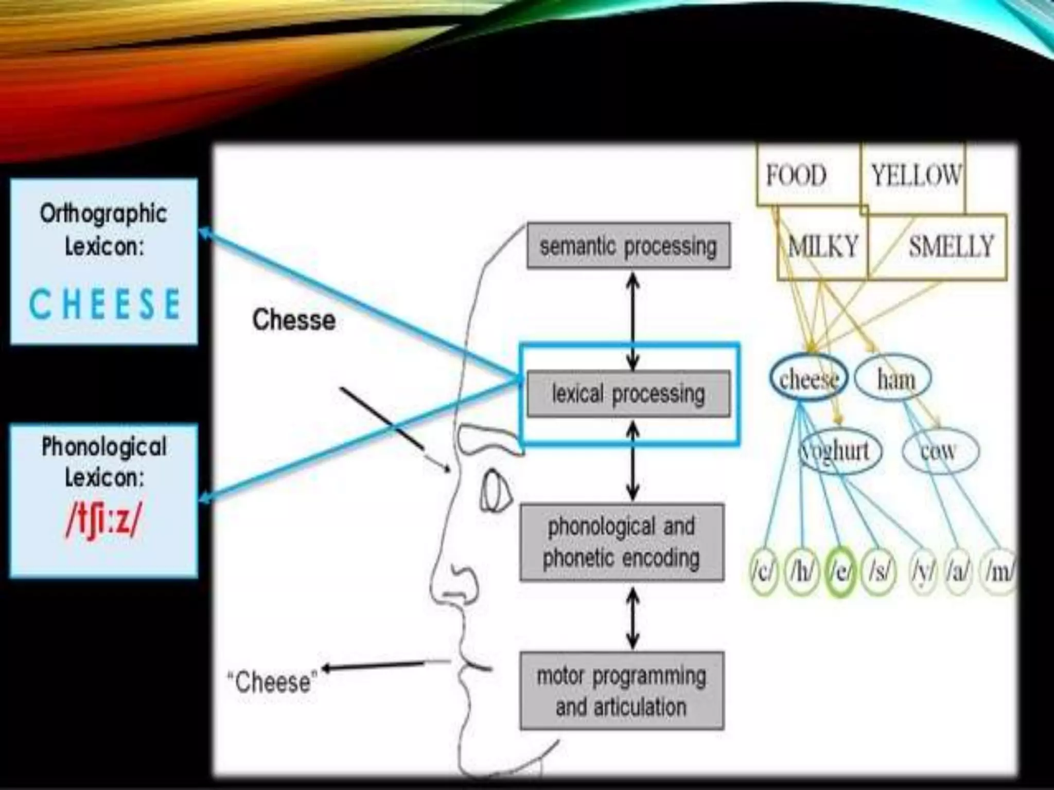 Visual Words Recognition Pptx Biological Sciences Science