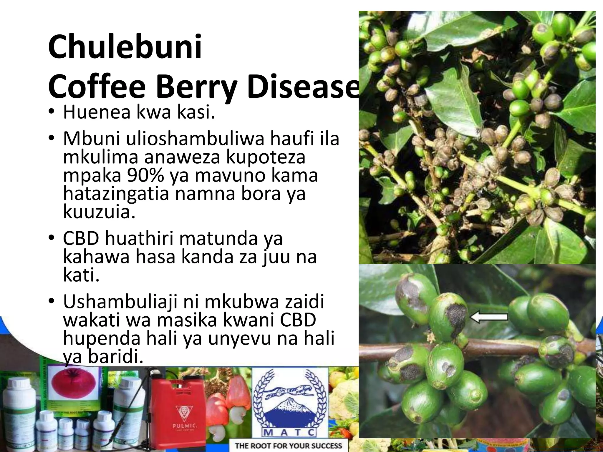 Visumbufu vya zao la kahawa presentation (wecompress.com) | PPTX