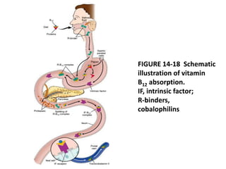 Vit b12-schilling | PDF