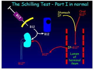 Vit b12-schilling | PDF