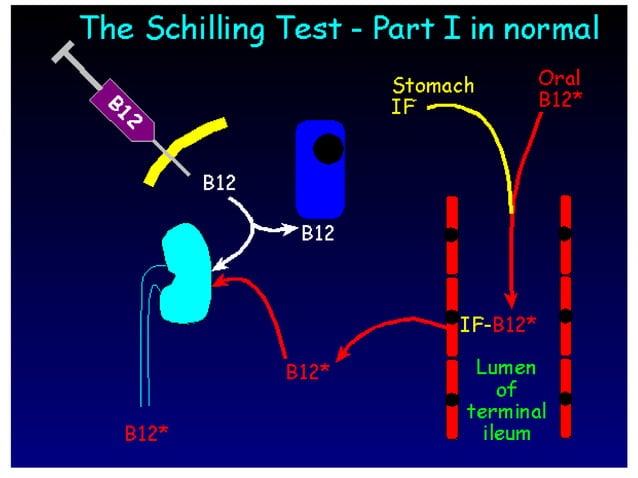 Vit b12-schilling | PDF | Blood Disorders | Diseases and Conditions