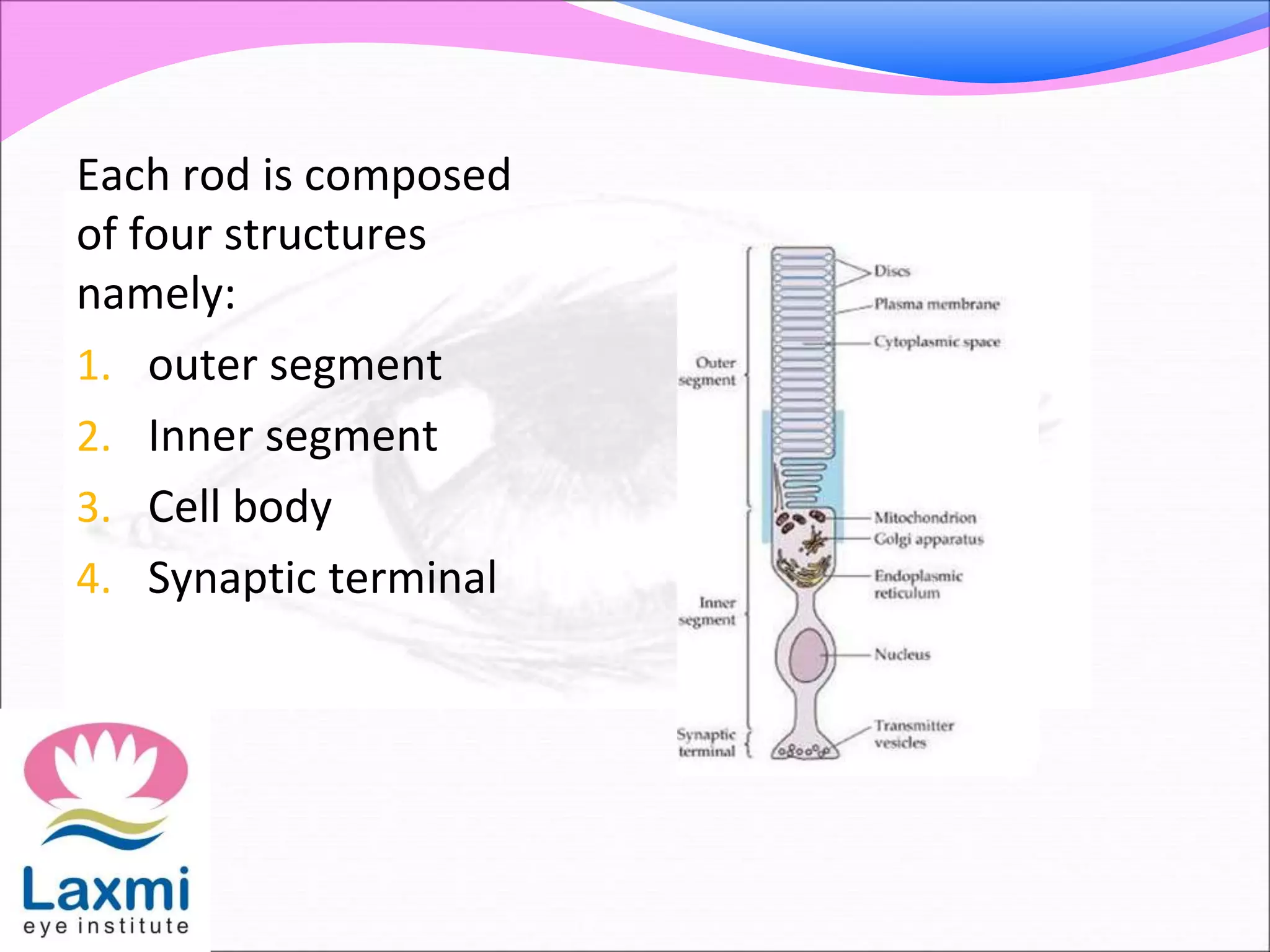 VITAMIN A & VISUAL CYCLE | PPTX