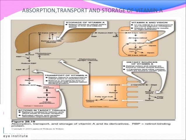 VITAMIN A & VISUAL CYCLE