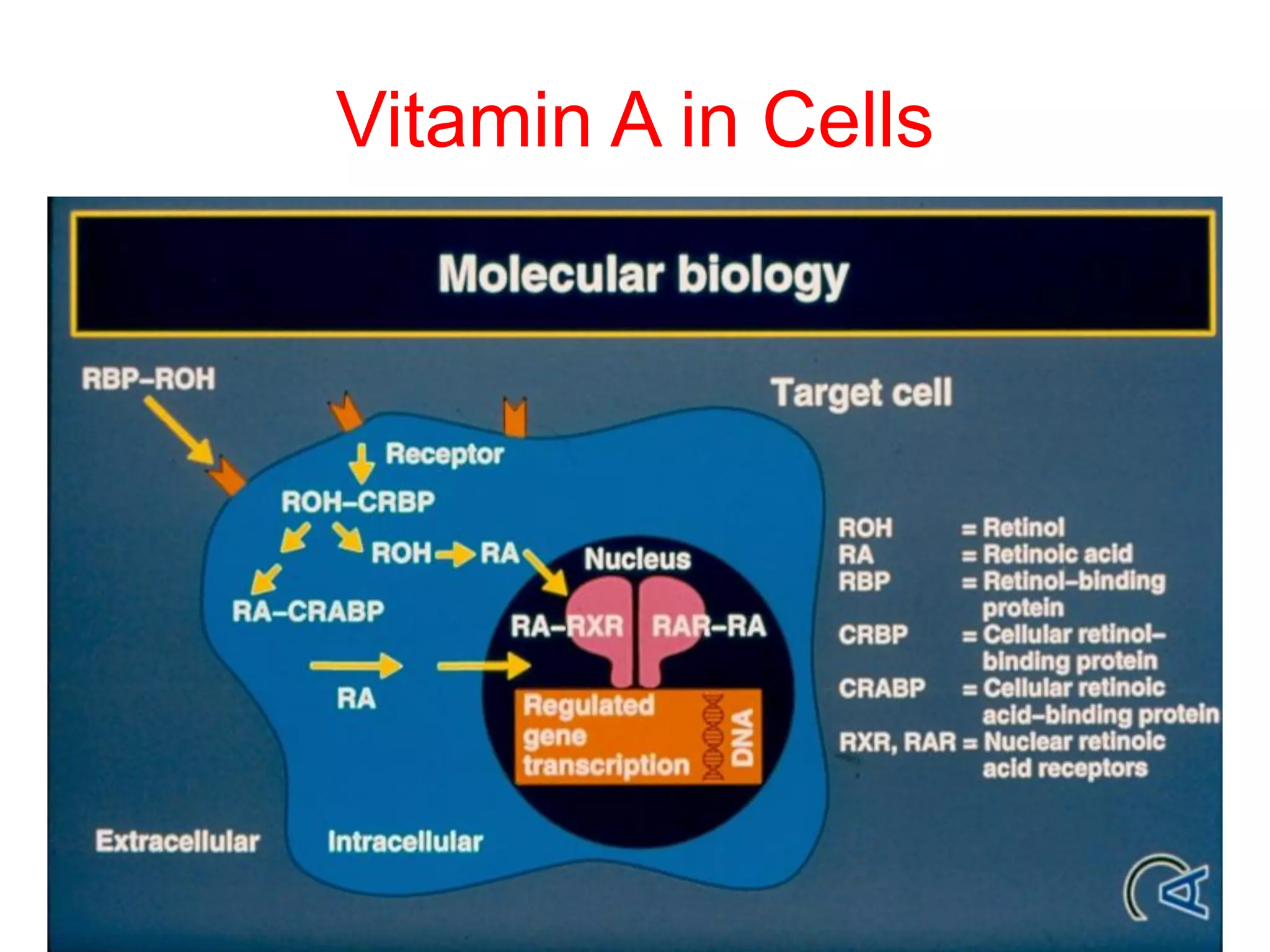 Vit a deficiency 2021 | PPT
