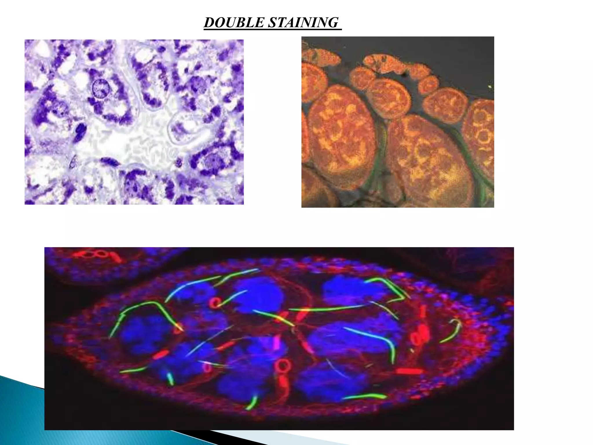 DOUBLE STAINING | PPTX