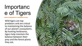 Vital role of Tigers in our Environment.pptx