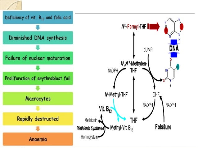 Vitamin B-12 Chemistry and Mode of Action