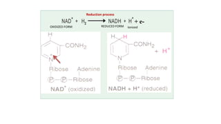 Vitamin - B3 and B6.pptx