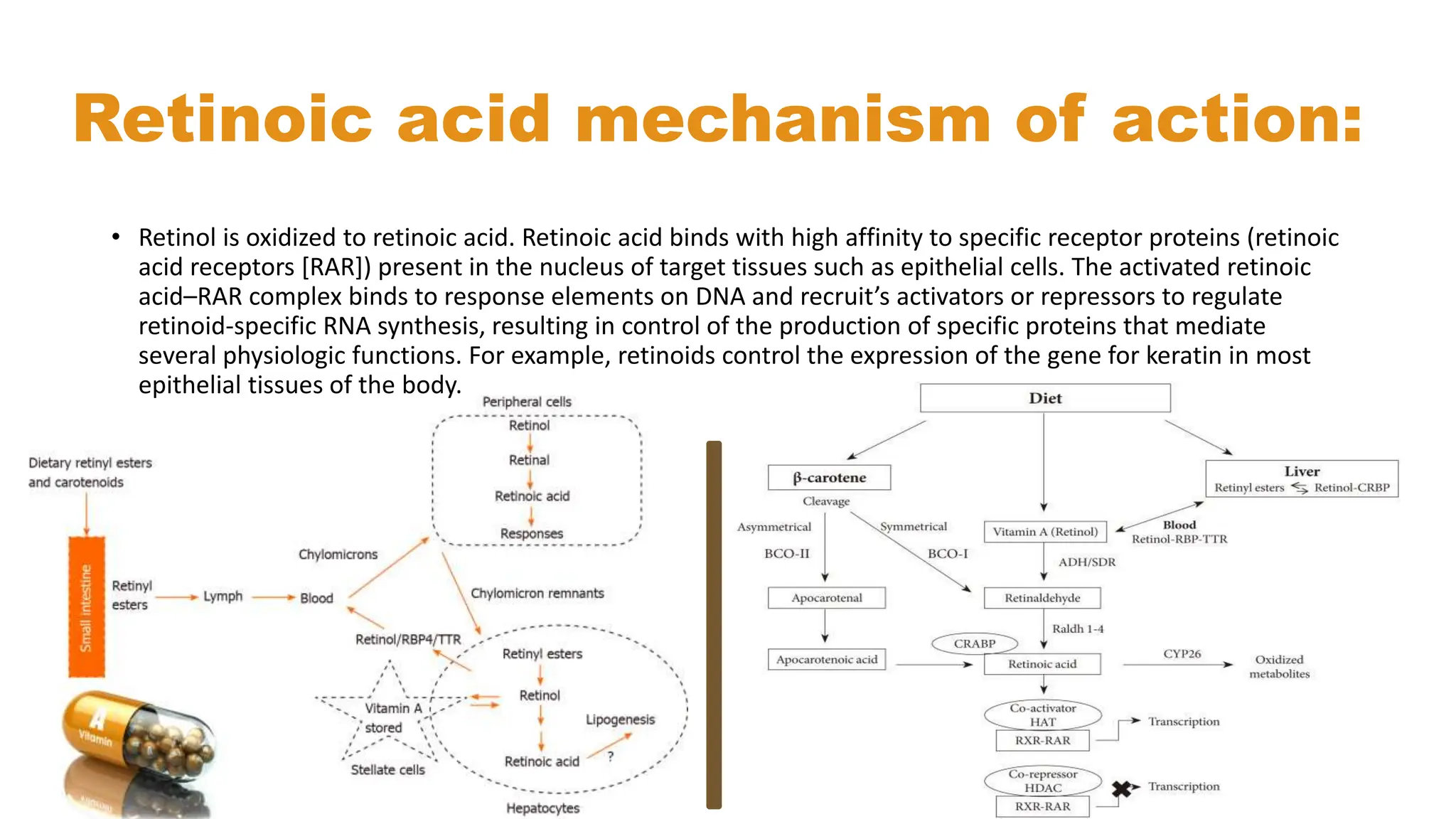 vitamin A.pptx,, metabolism and function | PPTX